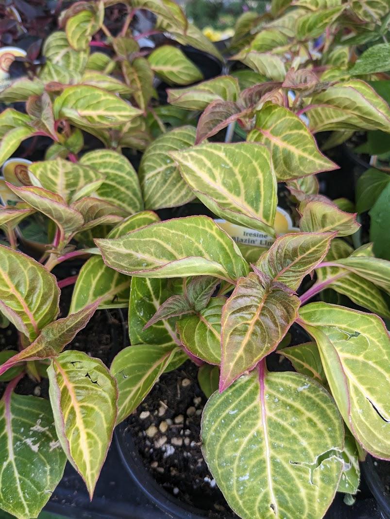 Photo of the leaves of Beefsteak Plant (Iresine Blazin' Lime) posted by ...