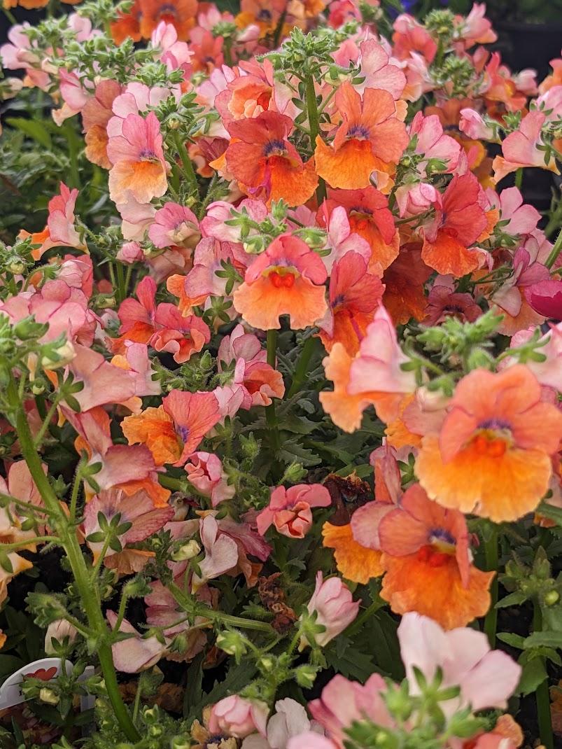 Photo of the bloom of Nemesia Angelart® Peach Improved posted by Joy ...