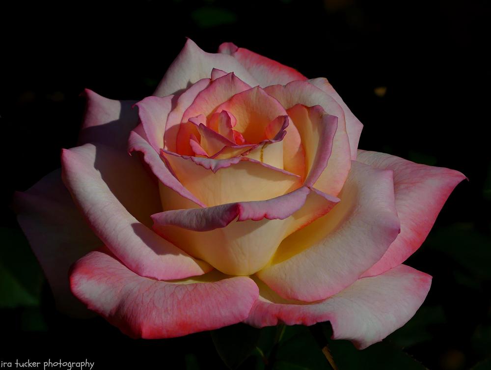 Photo of the bloom of Rose (Rosa 'Secret') posted by drirastucker ...