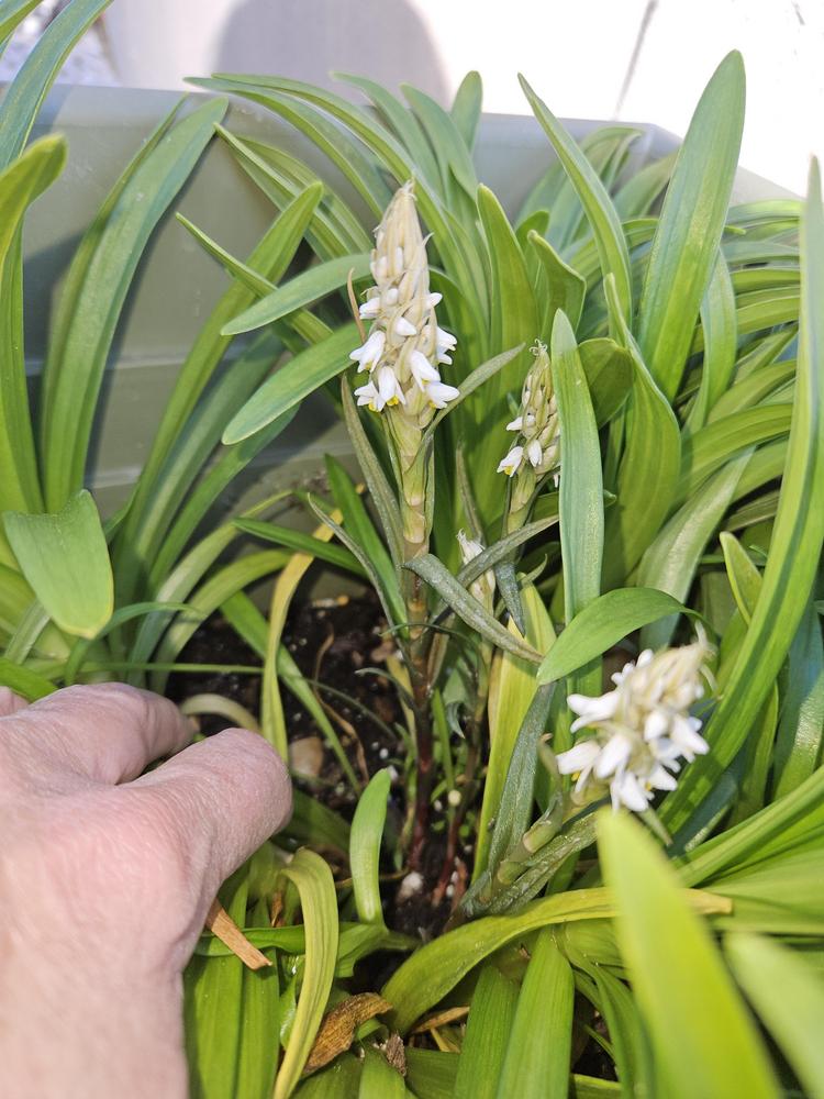 Photo of the entire plant of Soldier Orchid (Zeuxine strateumatica ...