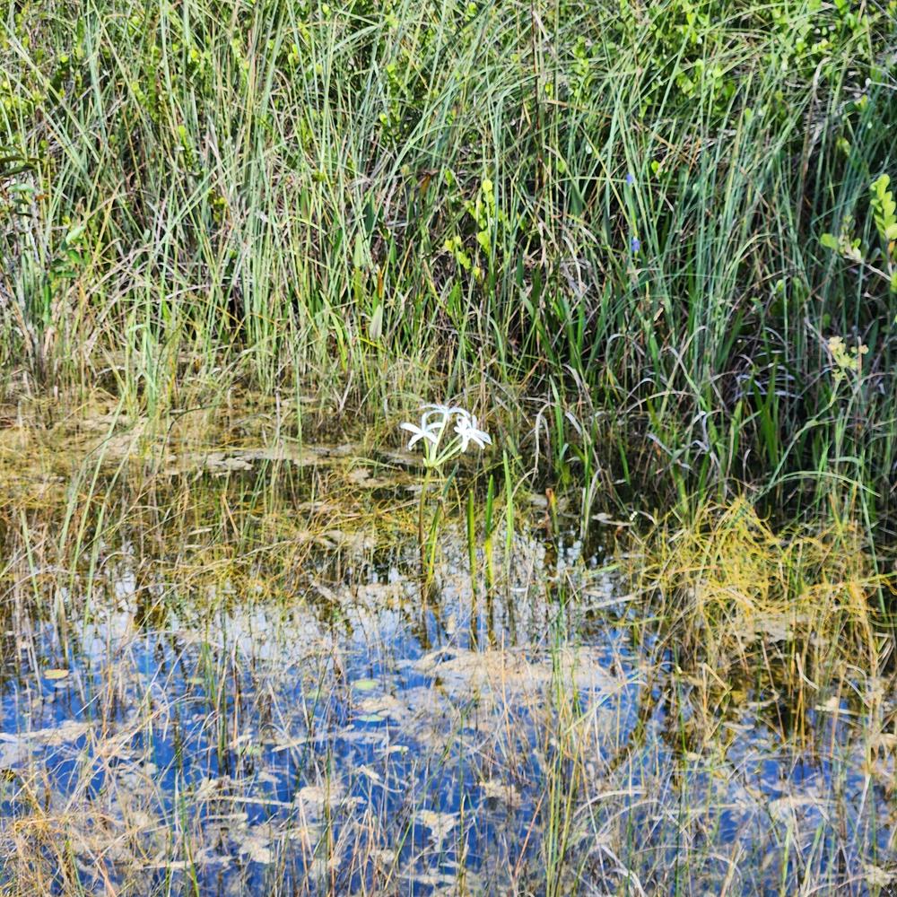 'String lily' in Everglades park in the Plant ID forum - Garden.org
