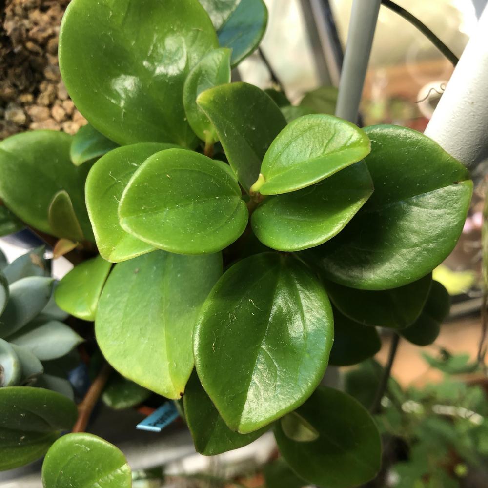 Photo of the leaves of Peperomia cubensis posted by sedumzz - Garden.org