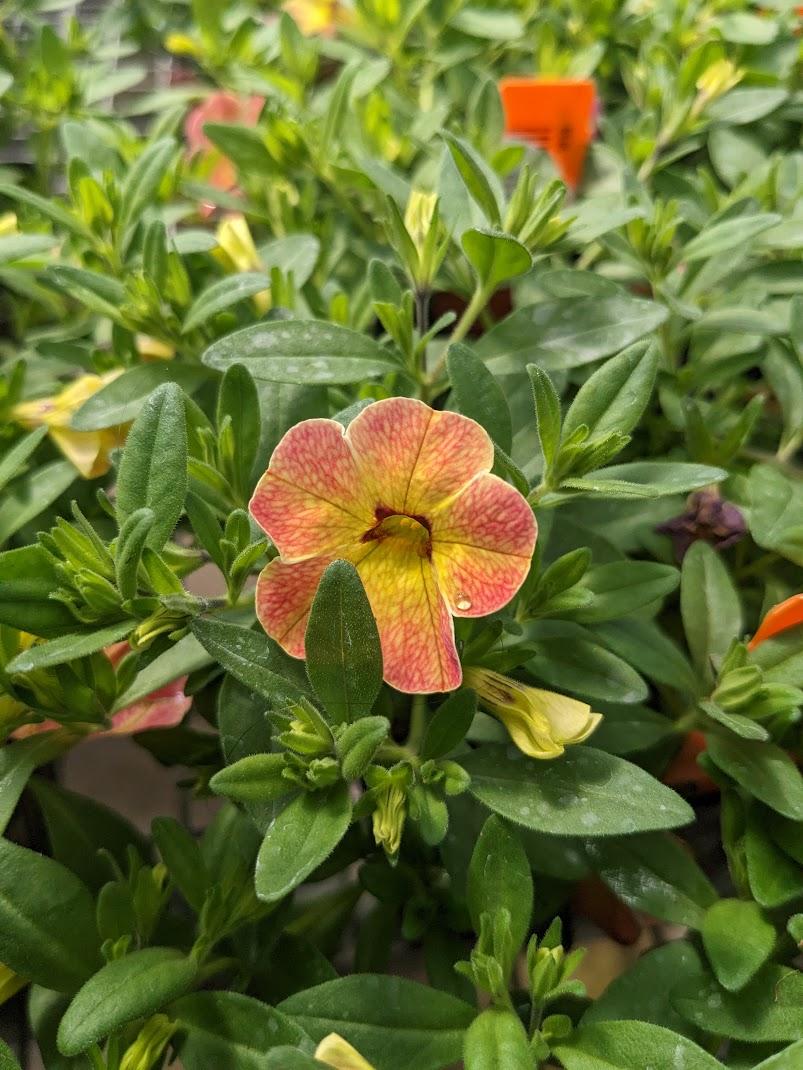 Photo of the bloom of Million Bells (Calibrachoa Cha-Cha™ Diva Apricot ...