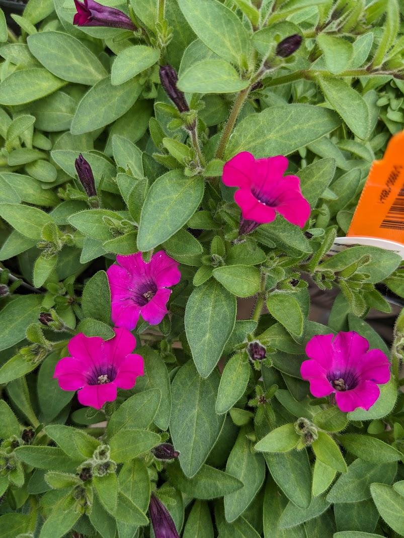 Petunia Itsy™ Magenta in the Petunias Database - Garden.org