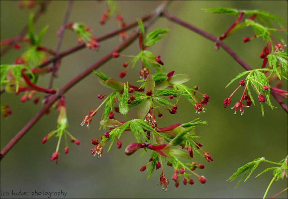 Cutleaf Japanese Maple (Acer palmatum 'Seiryu') - Garden.org