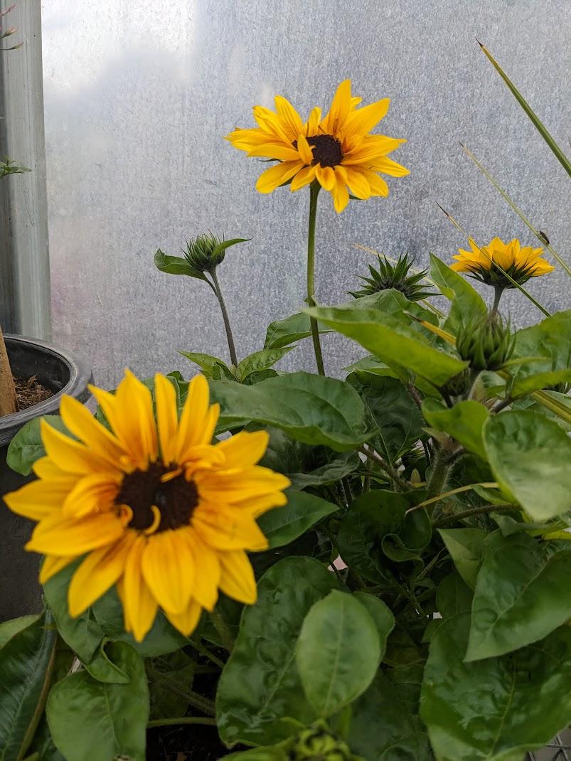 Photo of the entire plant of Sunflower (Helianthus annuus SunBelievable™ Brown Eyed Girl) posted ...