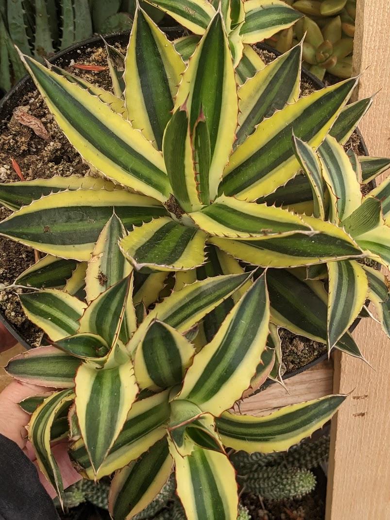 Photo of the entire plant of Center Stripe Agave (Agave lophantha ...