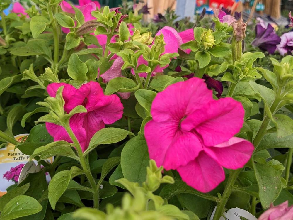 Spreading/Trailing Petunia (Petunia Surfinia® XXL Taffy Pink) in the ...