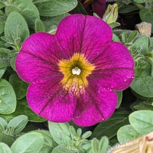 Petunia Capella™ Sangria in the Petunias Database - Garden.org