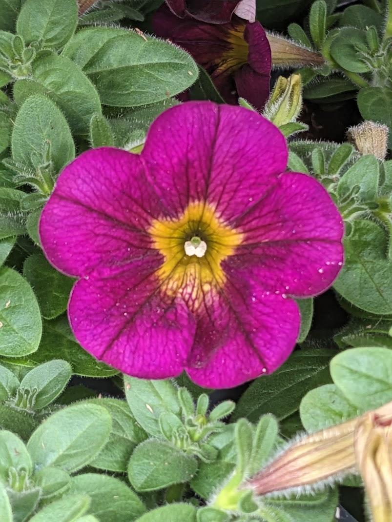 Petunia Capella™ Sangria in the Petunias Database - Garden.org