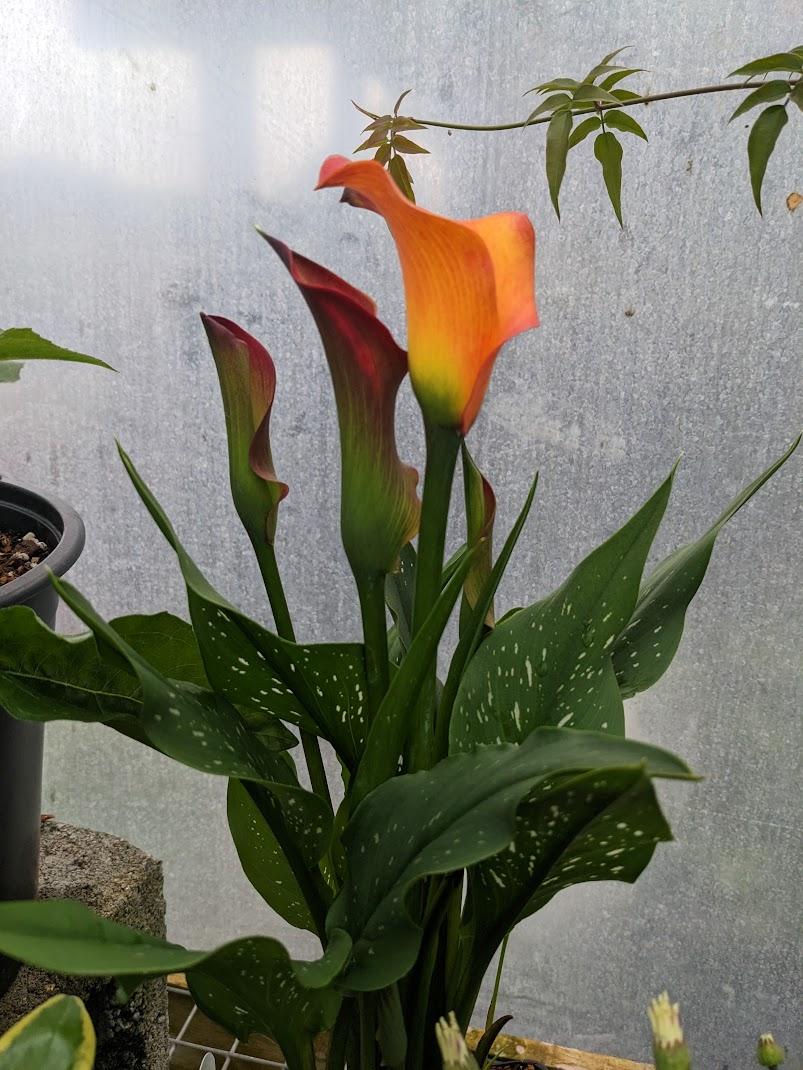 Calla Lily (Zantedeschia 'Morning Sun') in the Callas Database - Garden.org