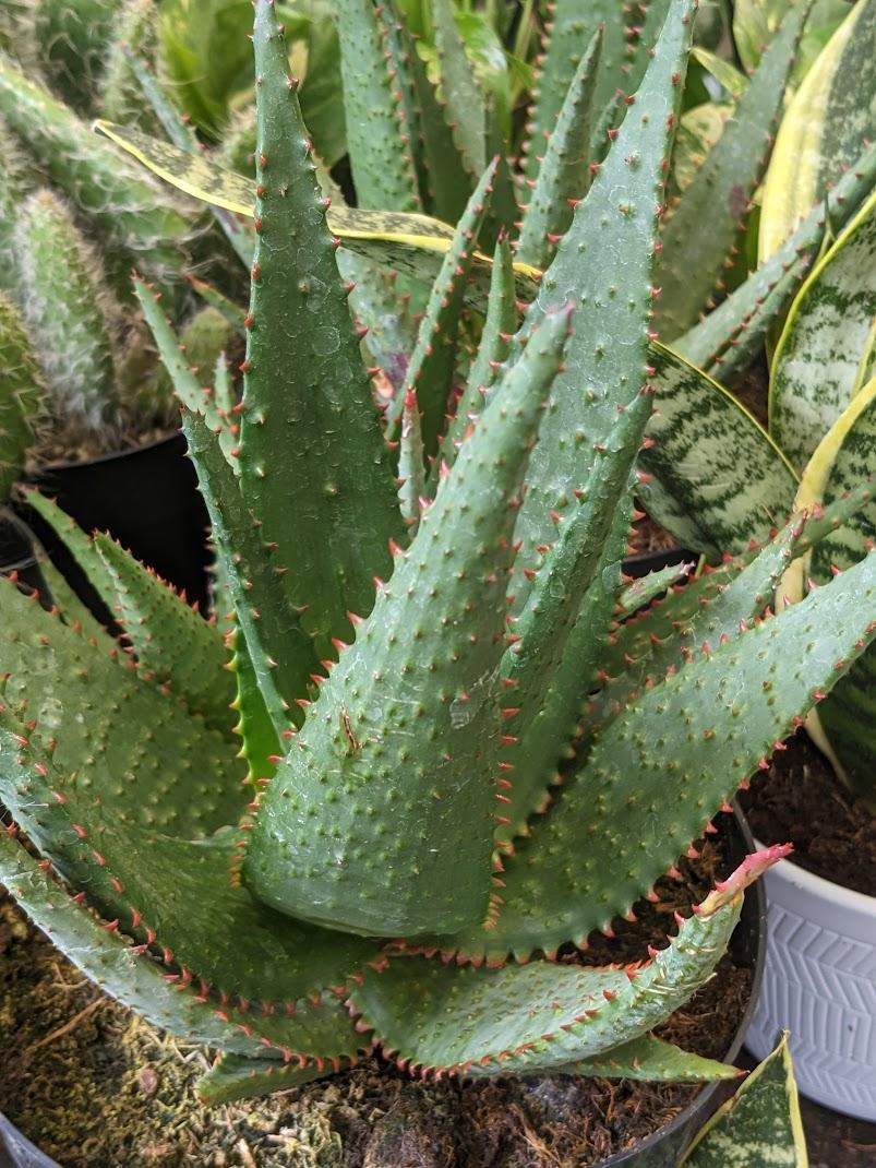 Photo of the leaves of Aloe 'AJR' posted by Joy - Garden.org
