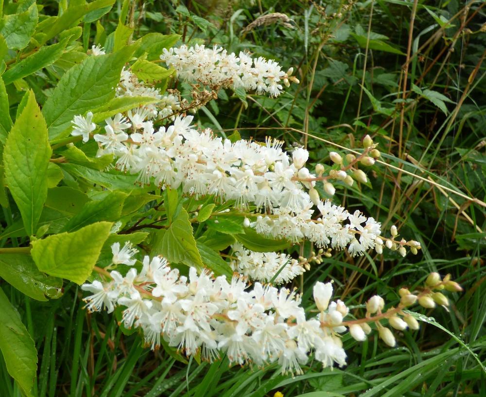 Summersweet (Clethra alnifolia 'Hummingbird') - Garden.org