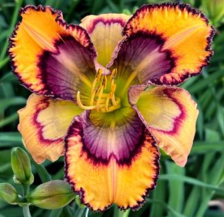 Daylily (Hemerocallis 'Outrageous Kaleidoscope') in the Daylilies Database - Garden.org