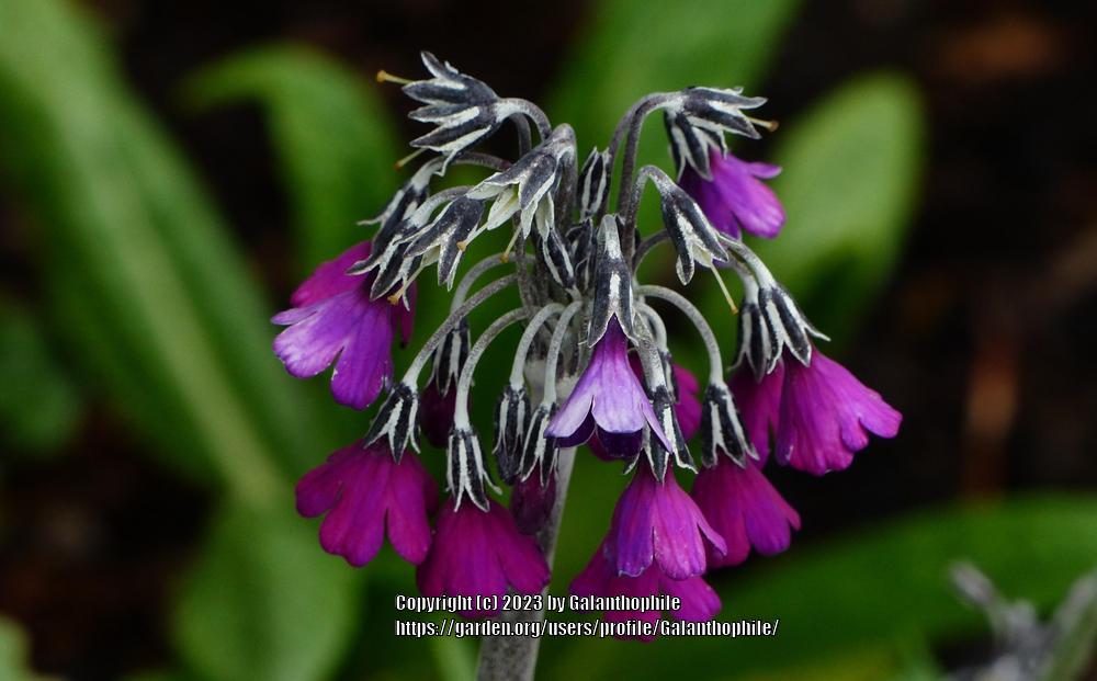Primrose (Primula secundiflora) in the Primroses Database - Garden.org