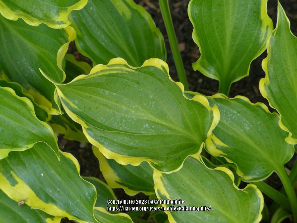 Hosta 'Tea at Bettys' in the Hostas Database - Garden.org