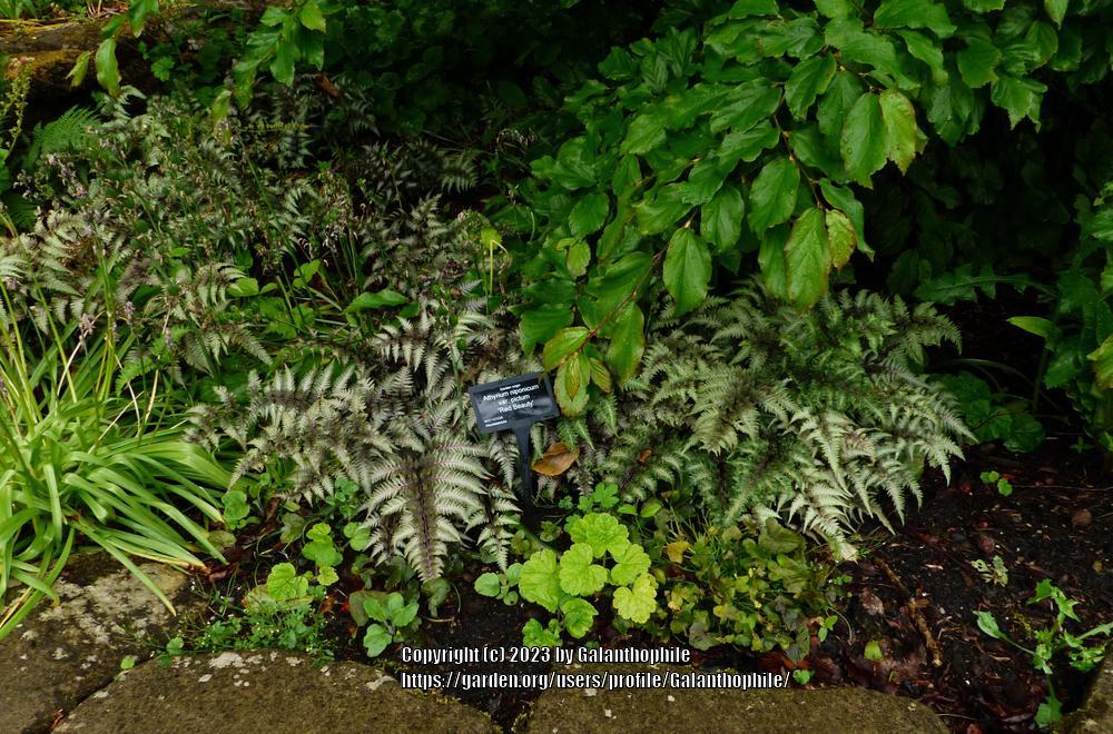Red Japanese Painted Fern (Anisocampium niponicum 'Red Beauty ...
