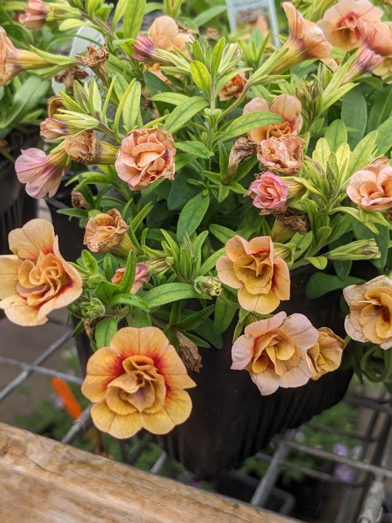 Photo of the entire plant of Million Bells (Calibrachoa MiniFamous ...