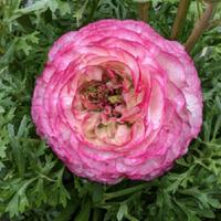 Photo of the bloom of Ranunculus 'Mache Mix' posted by Joy - Garden.org