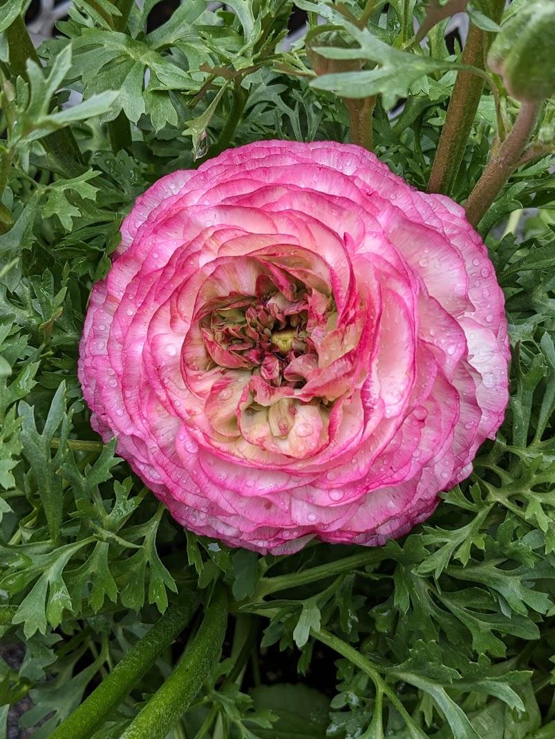 Photo of the bloom of Ranunculus 'Mache Mix' posted by Joy - Garden.org