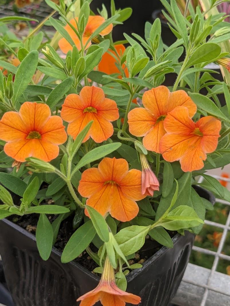 Photo of the entire plant of Million Bells (Calibrachoa Cha-Cha ...