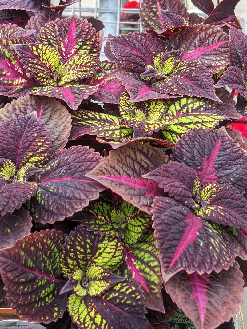 Photo of the leaves of Coleus (Coleus scutellarioides 'Fishnet ...