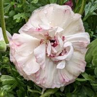 Photo of the bloom of Ranunculus 'Mache Mix' posted by Joy - Garden.org