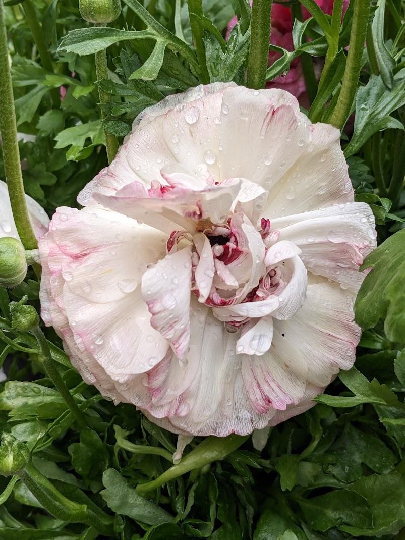 Photo of the bloom of Ranunculus 'Mache Mix' posted by Joy - Garden.org