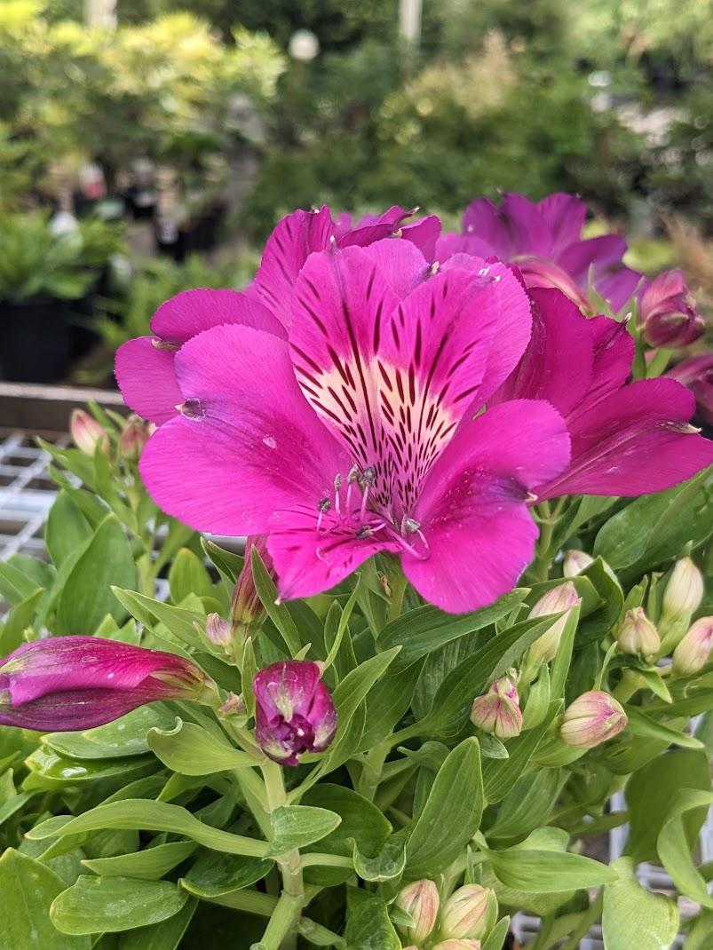 Peruvian Lily (Alstroemeria Colorita® Tamara®) in the Peruvian Lilies ...