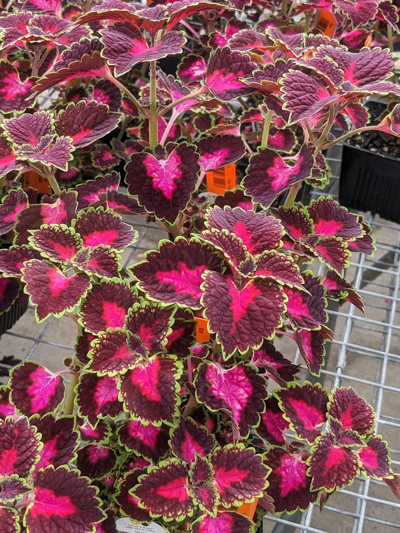 Photo of the leaves of Coleus (Coleus scutellarioides TrailBlazer™ Road ...