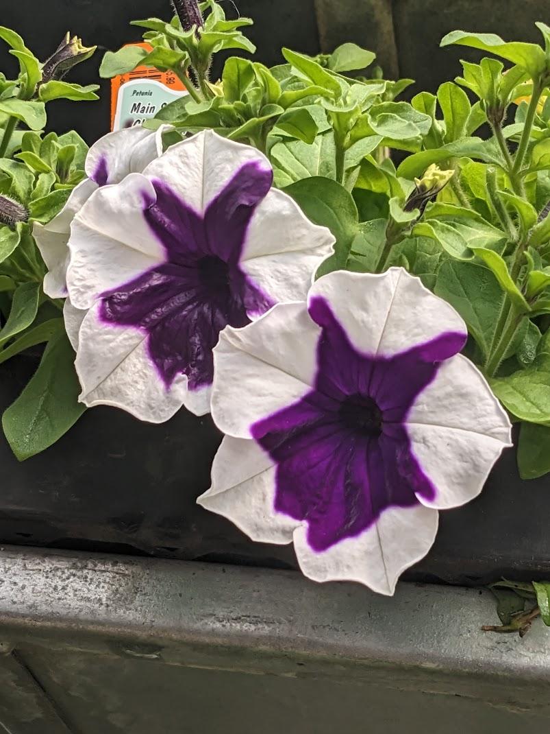 Petunia Main Stage™ Glacier Sky in the Petunias Database - Garden.org
