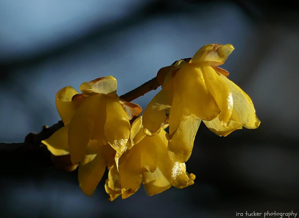 Photo of the bloom of Fragrant Wintersweet Tree (Chimonanthus praecox ...