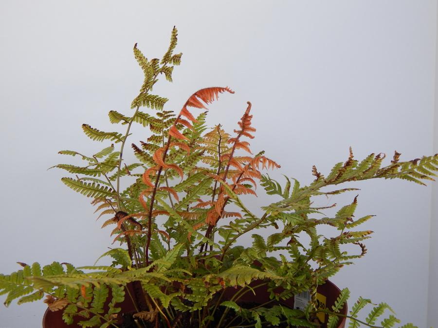 Photo of the entire plant of Sunset Fern (Dryopteris lepidopoda) posted ...