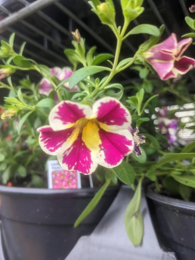 Million Bells (Calibrachoa Candy Shop™ Fancy Berry) in the Calibrachoas ...
