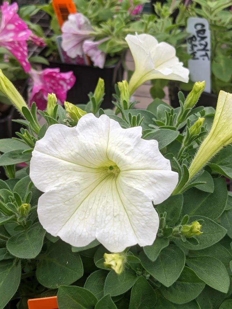 Multiflora Spreading/Trailing Petunia (Petunia Cascadias™ Hint of Lime ...