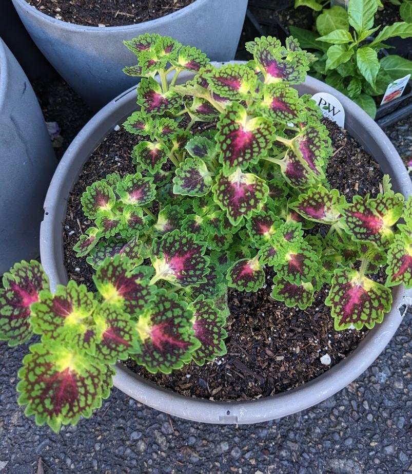 Photo of the leaves of Coleus (Coleus scutellarioides ColorBlaze ...