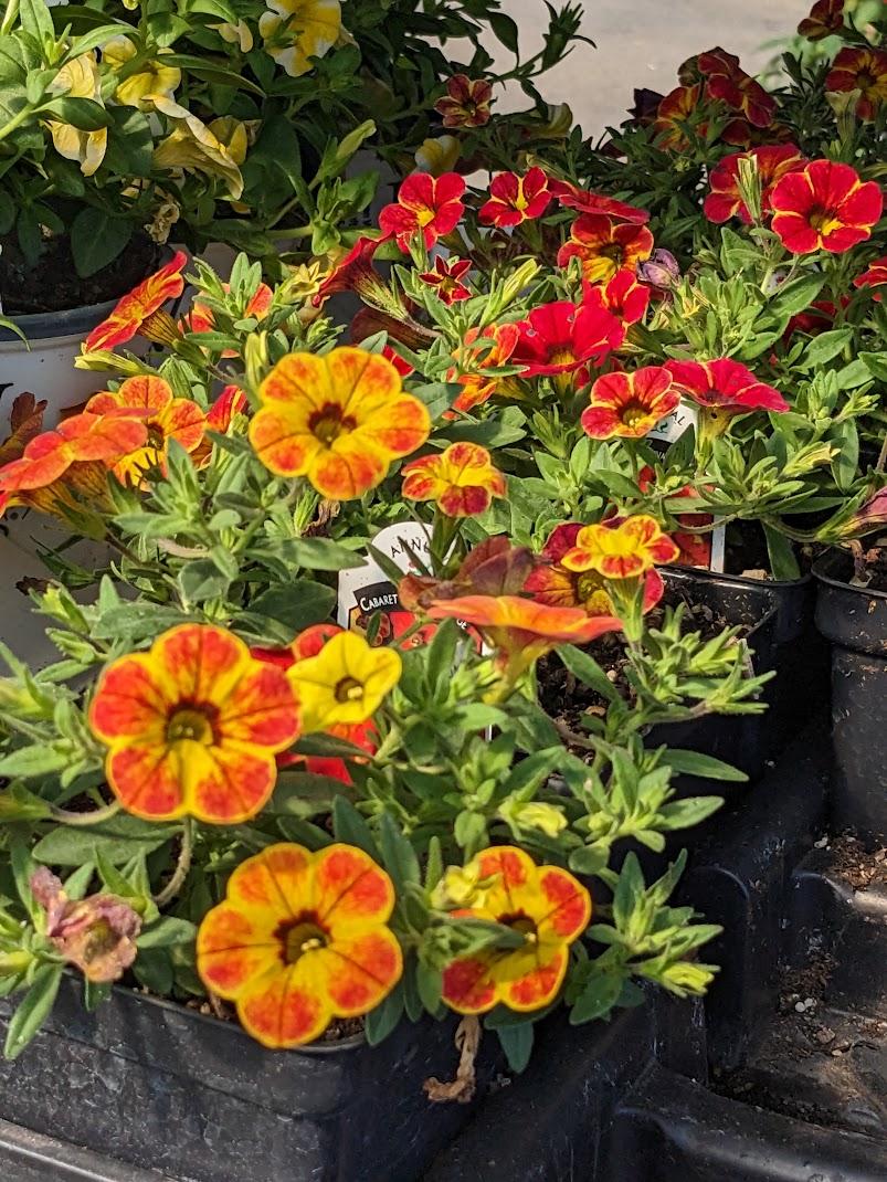 Photo of the entire plant of Million Bells (Calibrachoa Cabaret™ Diva ...
