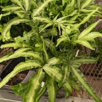 Table Fern (Pteris cretica 'Mayi') - Garden.org