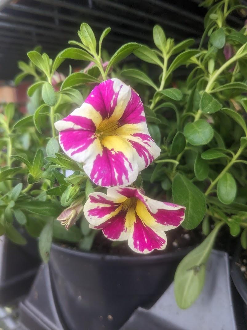 Photo of the entire plant of Million Bells (Calibrachoa Candy Shop ...