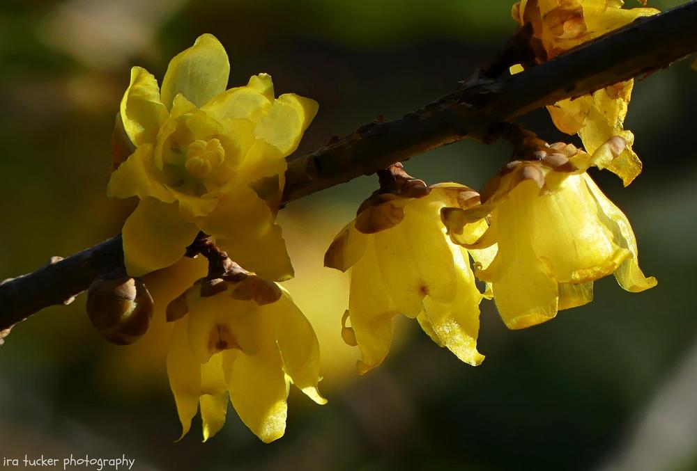 Photo of the bloom of Fragrant Wintersweet Tree (Chimonanthus praecox ...