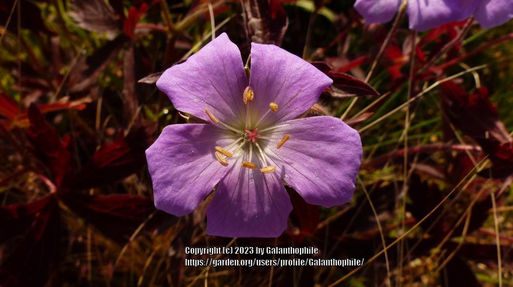 Photo of the bloom of Wild Geranium (Geranium maculatum 'Elizabeth Ann ...