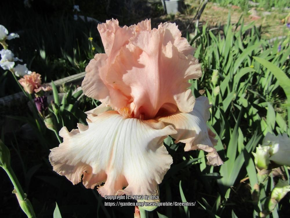 Photo of the bloom of Tall Bearded Iris (Iris 'Debutante's Lace ...