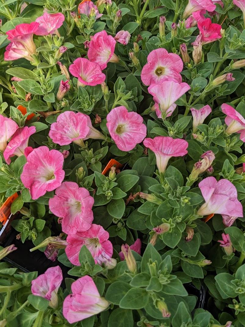 Photo of the entire plant of Floribunda Mounding Petunia (Petunia ...