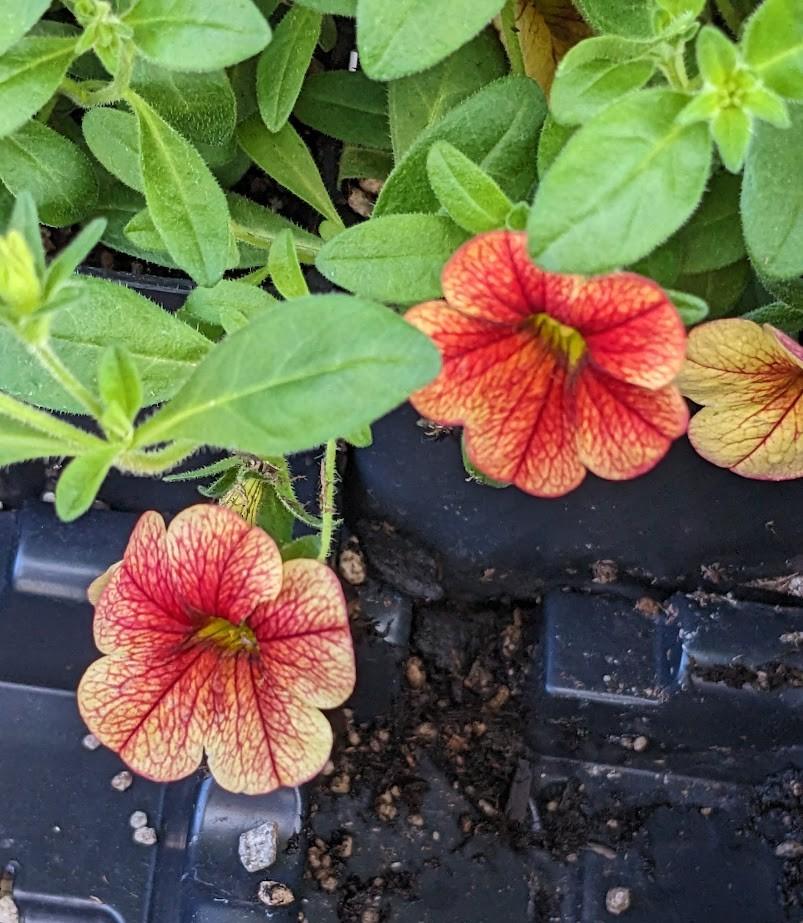 Photo of the bloom of Million Bells (Calibrachoa MiniFamous™ Uno Orange ...