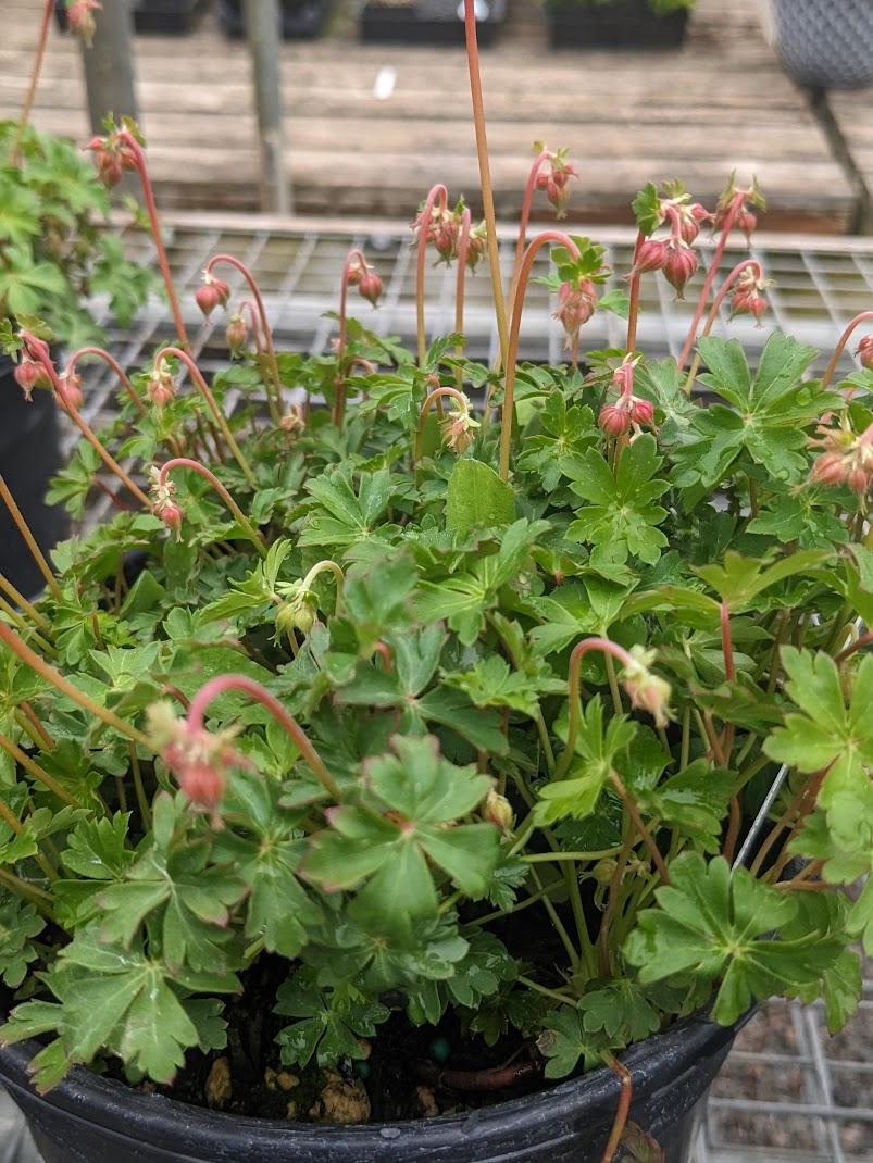 Photo of the entire plant of Cranesbill (Geranium 'Intense') posted by ...