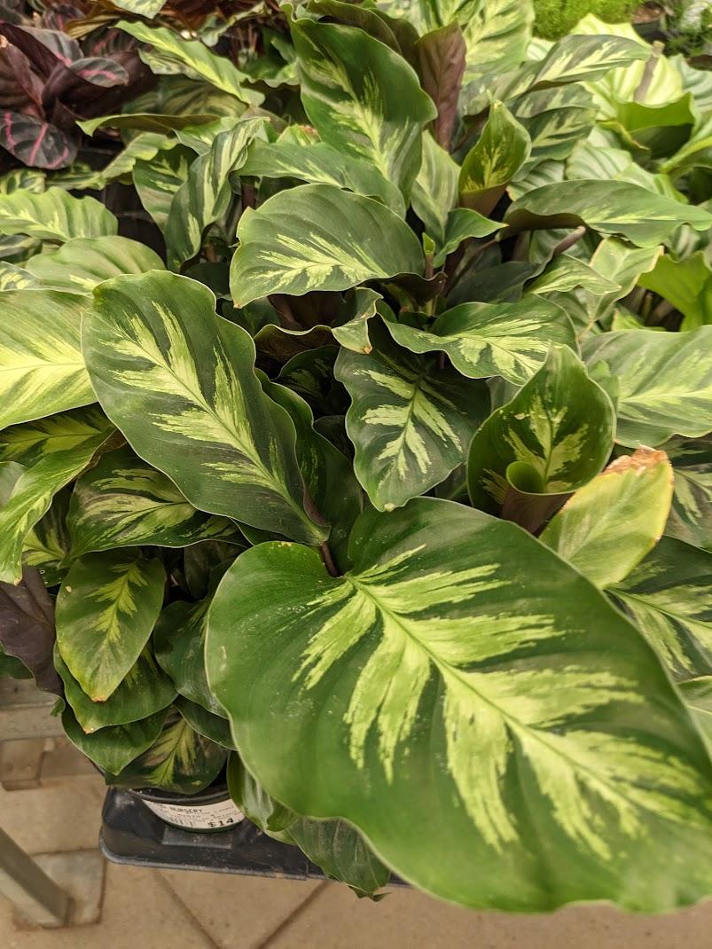 Calathea 'Misto' - Garden.org