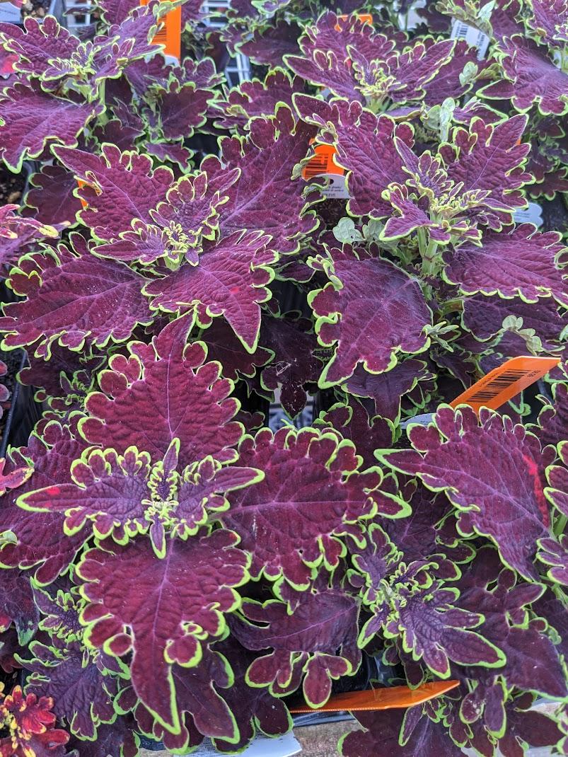 Coleus (Coleus scutellarioides Limewire) in the Coleus Database ...