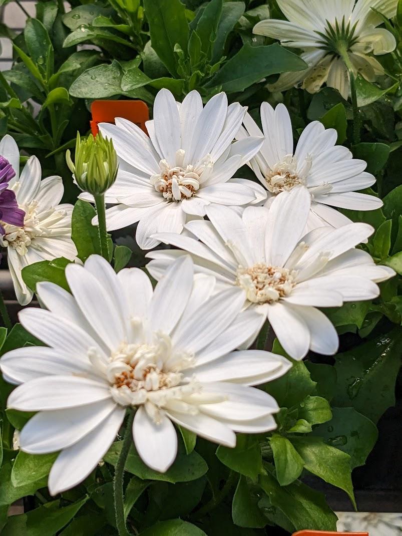 African Daisy (Dimorphotheca ecklonis 4D™ White) - Garden.org