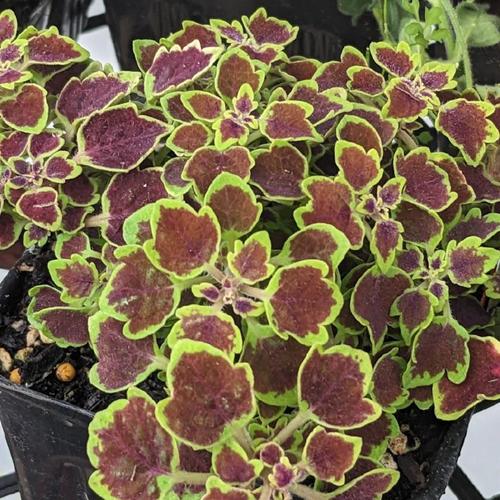 Coleus (Coleus scutellarioides Stained Glassworks™ Trailing Monarch) in ...