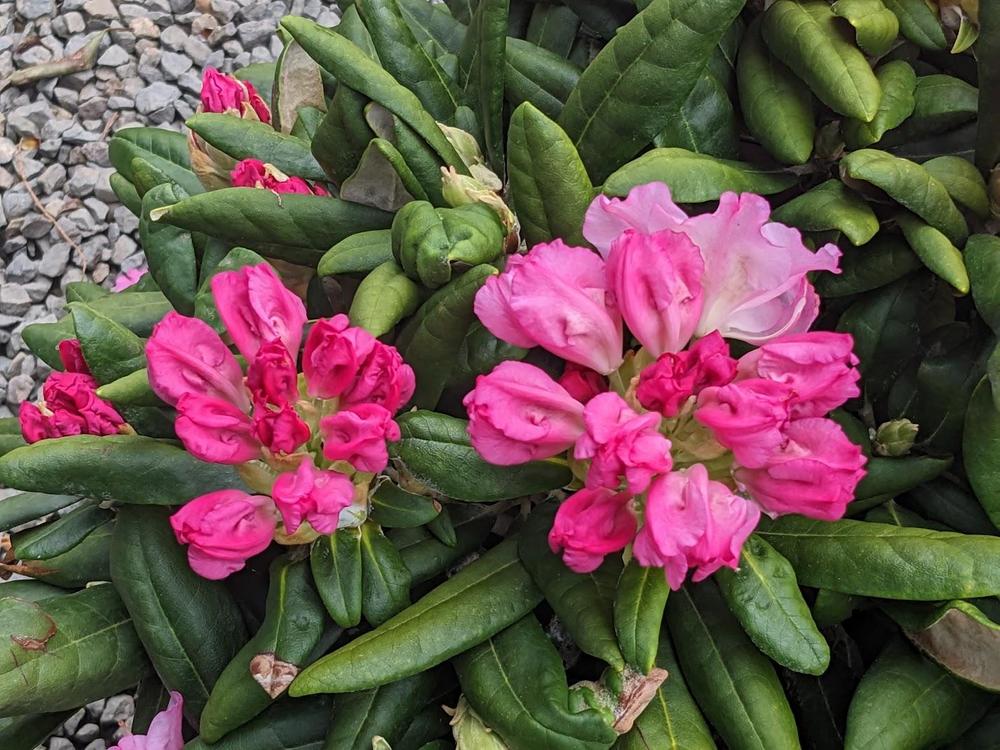 Photo of the closeup of buds, sepals and receptacles of Rhododendron ...